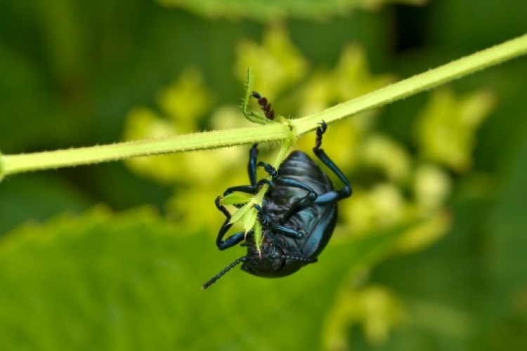 Save the Insects, Save Ourselves: Researchers Sound Alarm on Bugpocalypse
